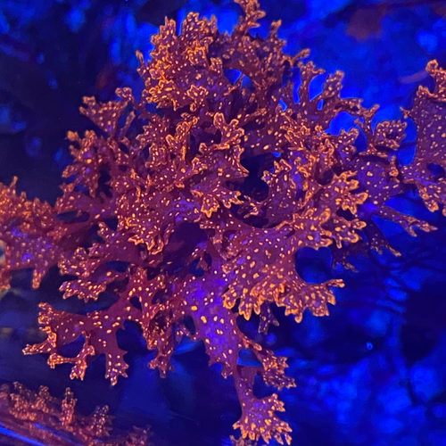 (Halymenia Dilatata) | K & P Aquaculture