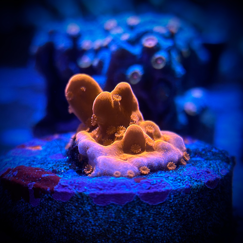Setosa Montipora | K & P Aquaculture