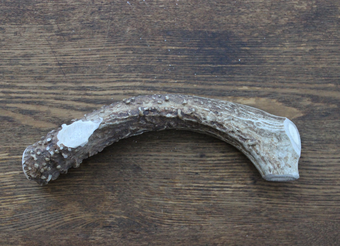 Large Deer Antler Dog Bone