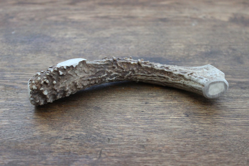Large Deer Antler Dog Bone