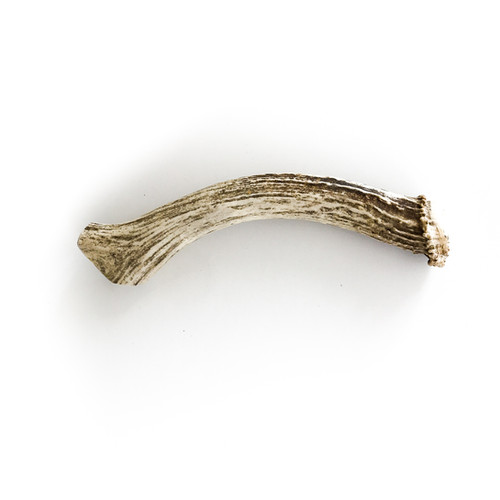Extra Large Deer Antler (Whole) | CST Antlers