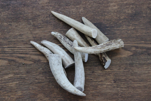 (10) Assorted Elk Antler Points 2"-4" | CST Antlers