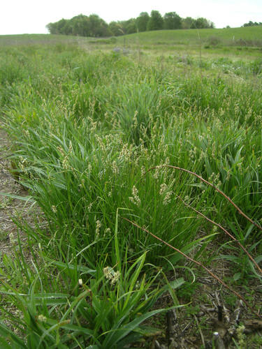Carex muhlenbergii (Sand Sedge) | My Site