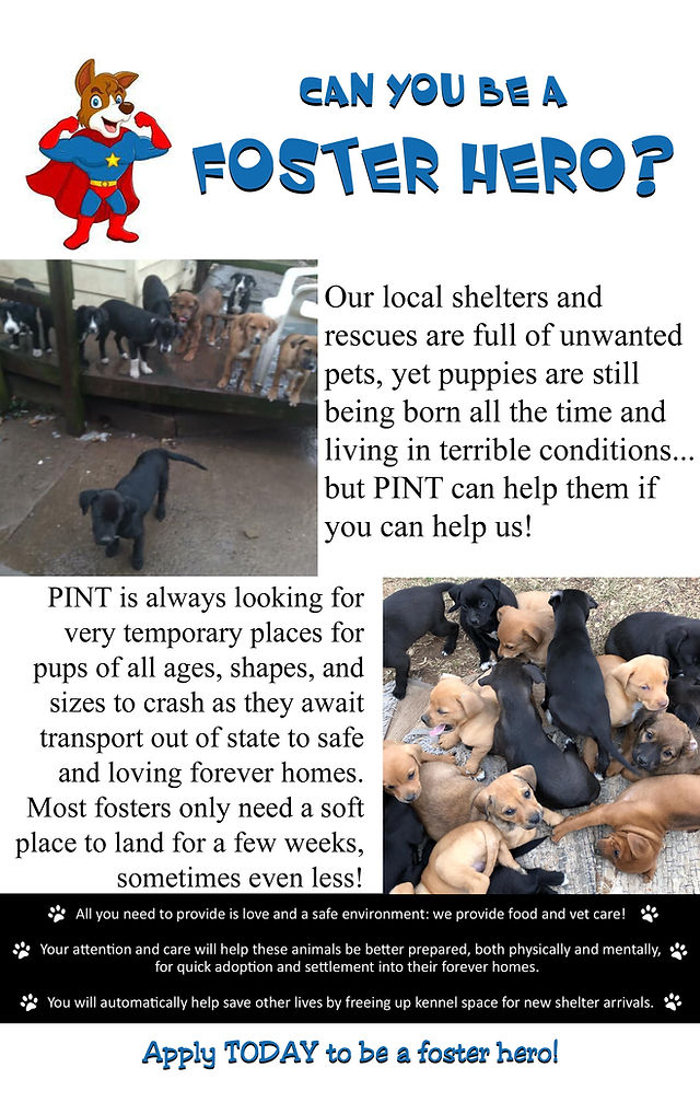 Home | Paws In Need Tulsa