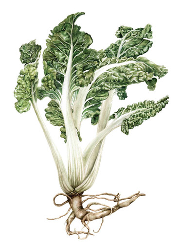 Silverbeet Giclée Print | jessieroseford