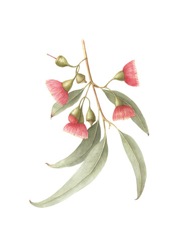 Flowering Gum Print | jessieroseford