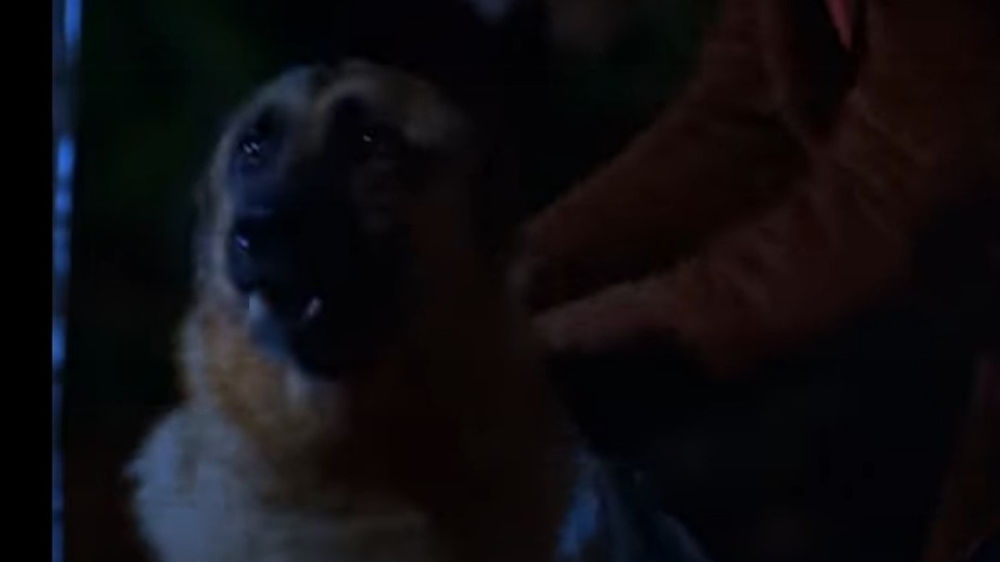 10 Horror Movies Where The Dog Actually Lives