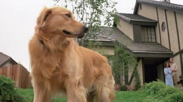 10 Horror Movies Where The Dog Actually Lives