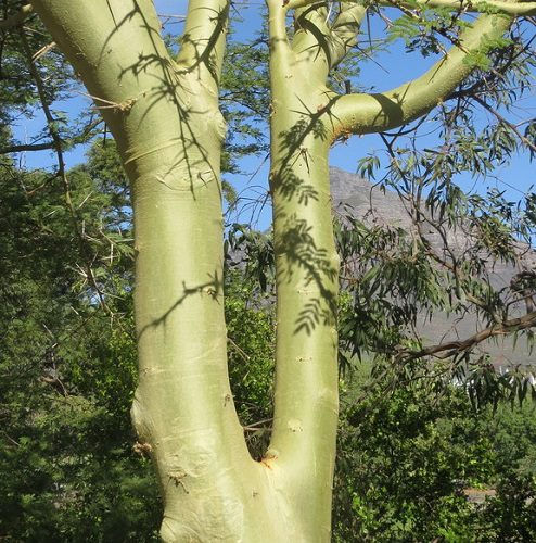 Vachellia xanthophloea | Big Inja Farming