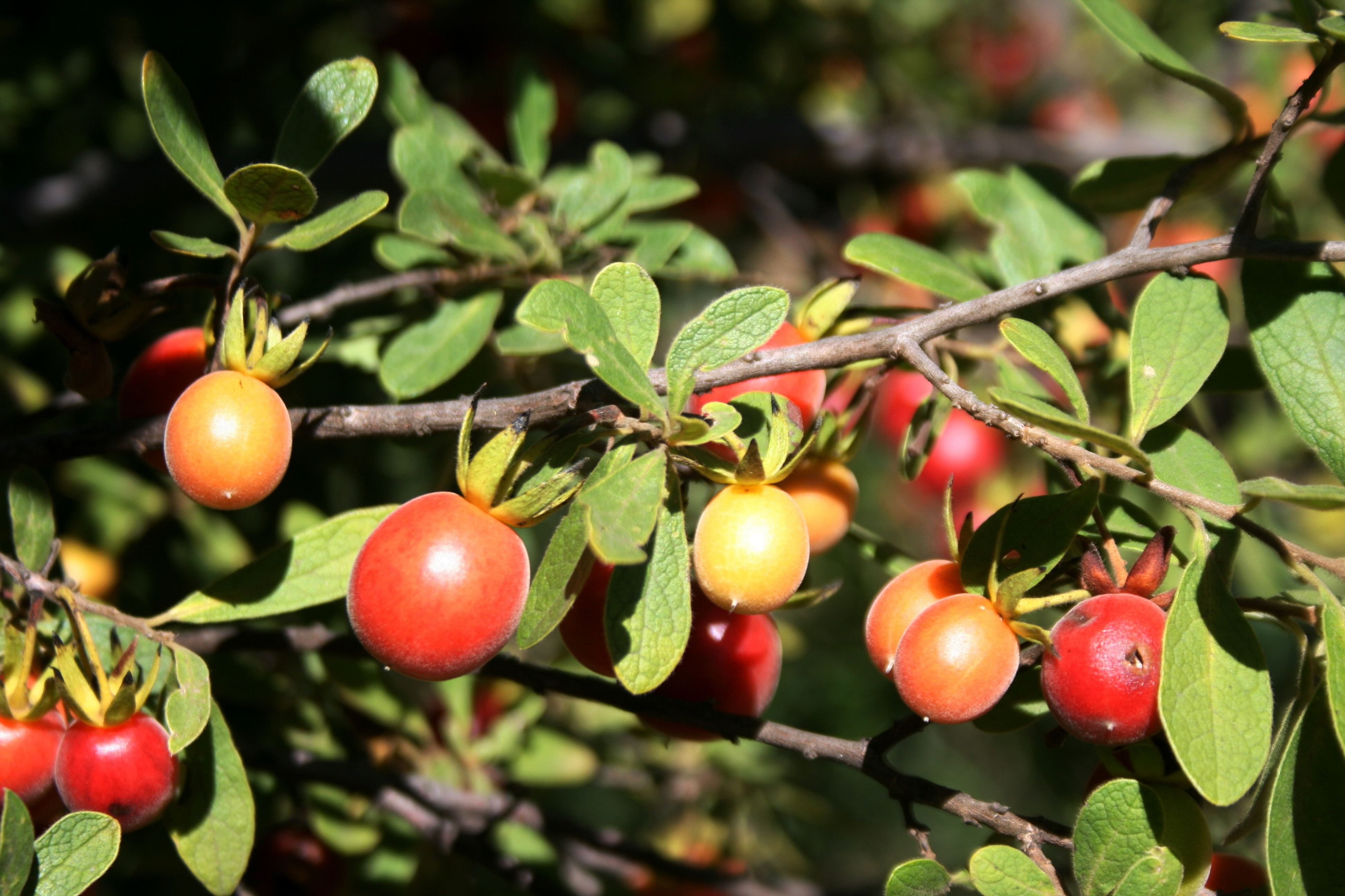 Diospyros lycioides | Big Inja Farming