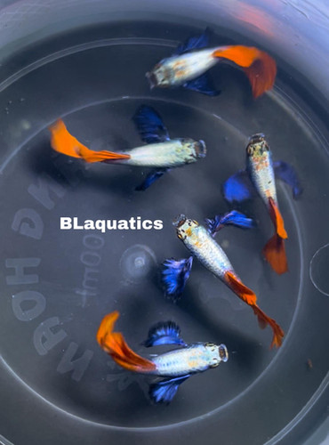 Platinum Dumbo Red Tail Pair | My Site