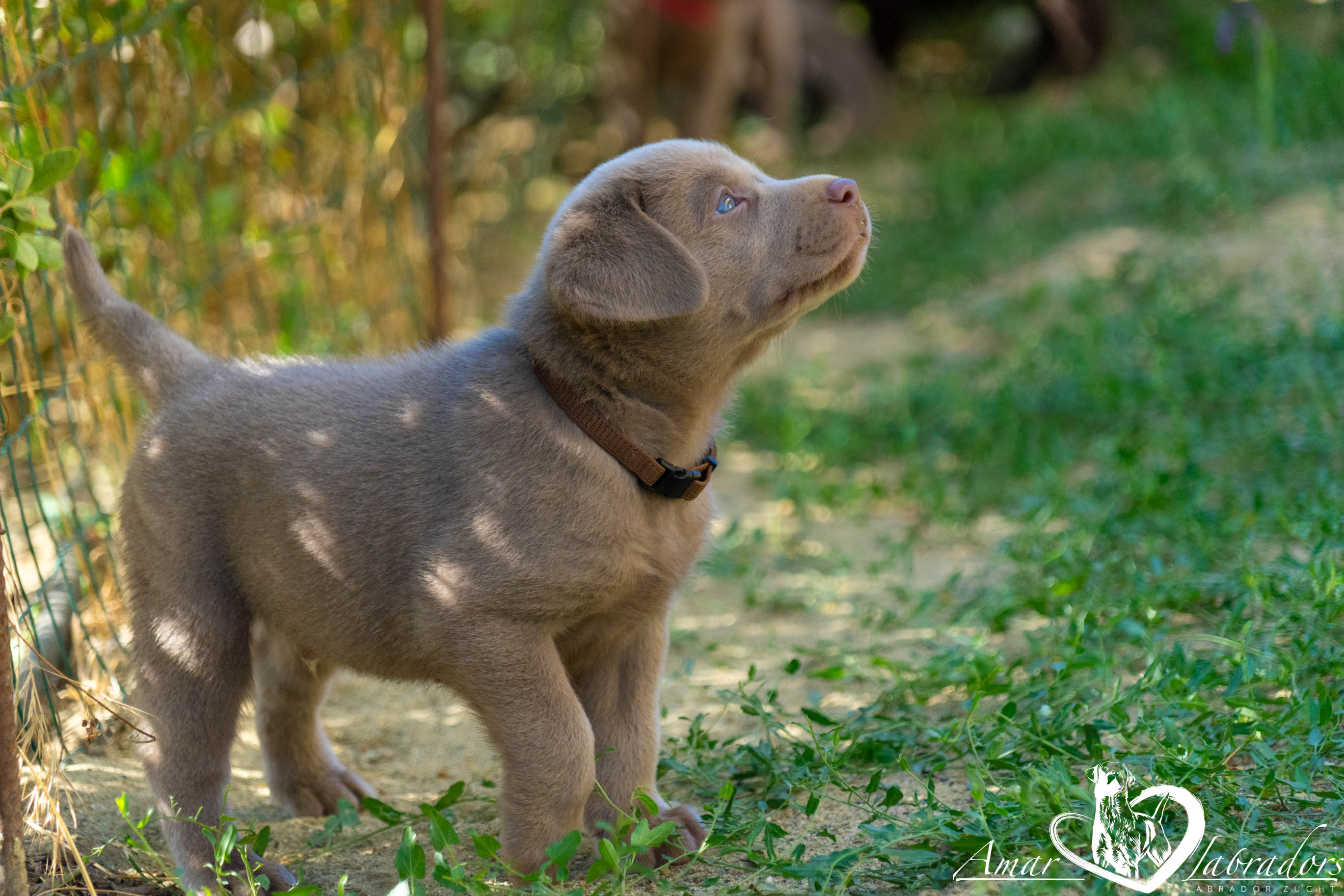 Welpen | amar-labradors