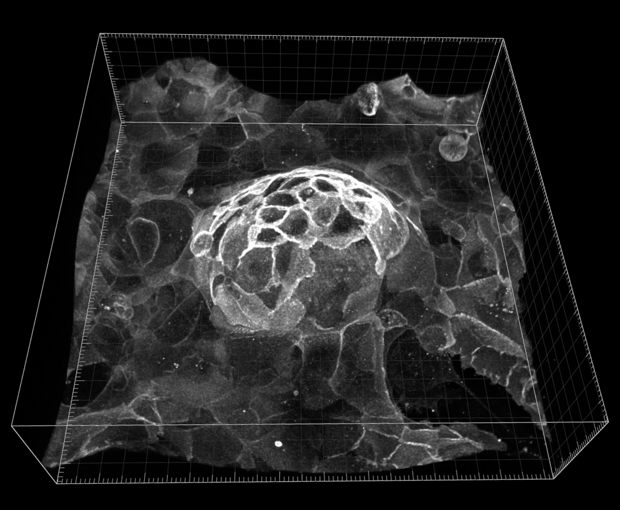 Watt Lab | Research Image | Stem Cell Patterning