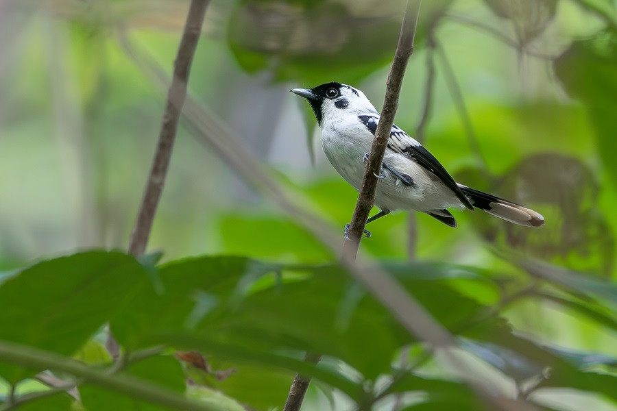 Papua New Guinea: Islands Bird Tour | Ornis