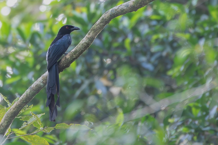 Papua New Guinea: Islands Bird Tour | Ornis