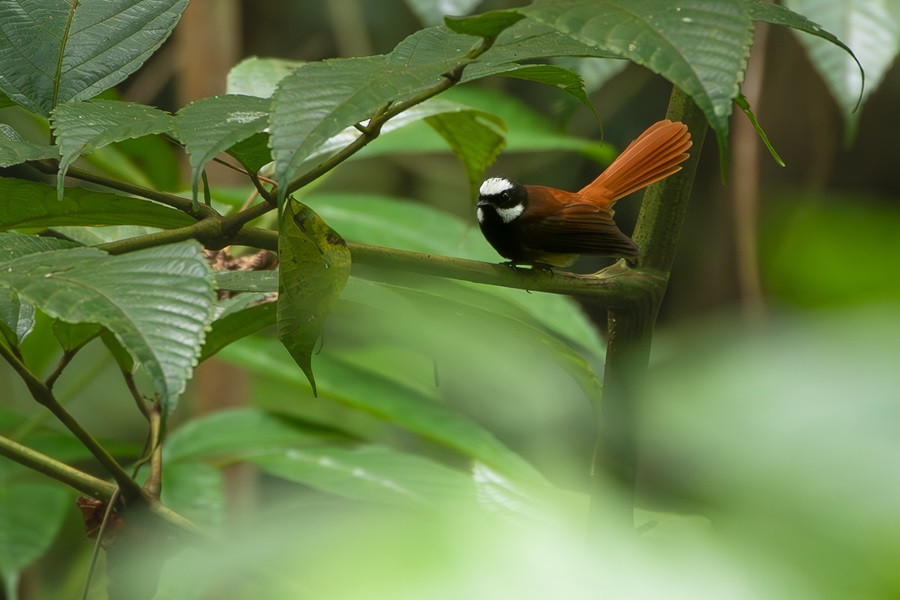 Papua New Guinea: Islands Bird Tour | Ornis