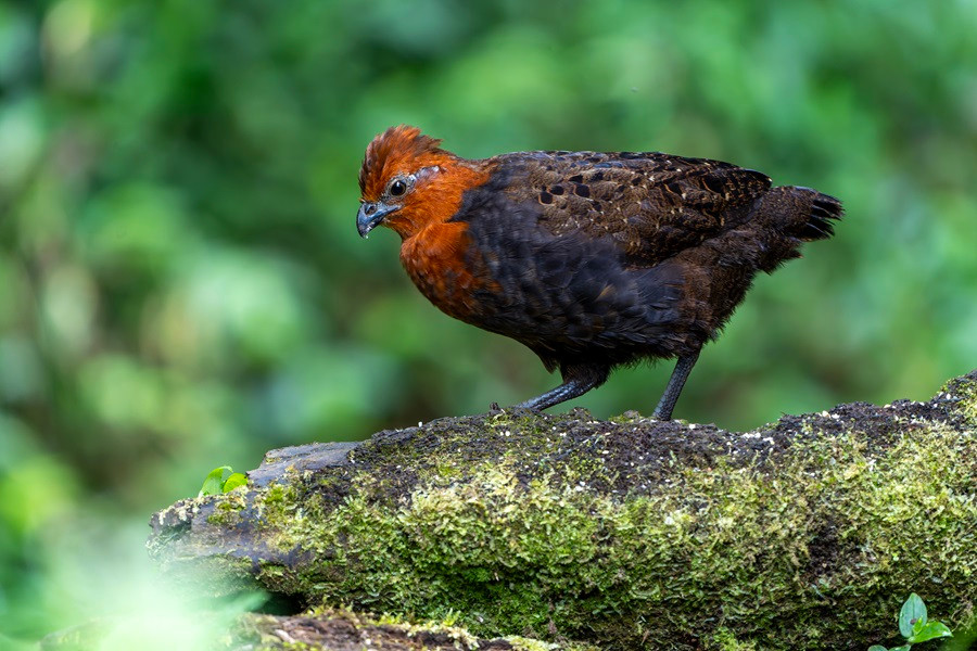 Colombia: Chocó & Western Andes Bird Tour | Ornis