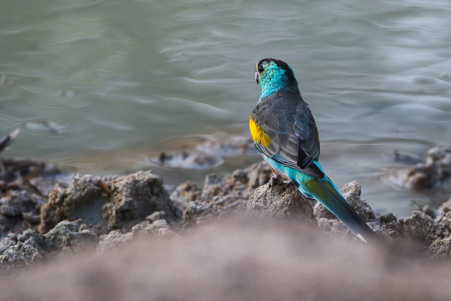 Australia: The Outback Bird Tour | Ornis