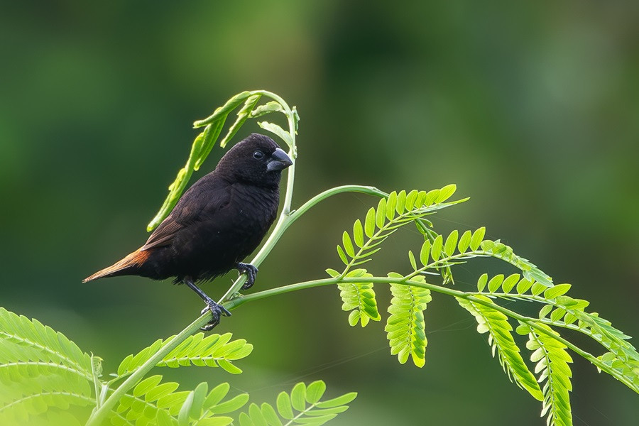 Papua New Guinea: Islands Bird Tour | Ornis