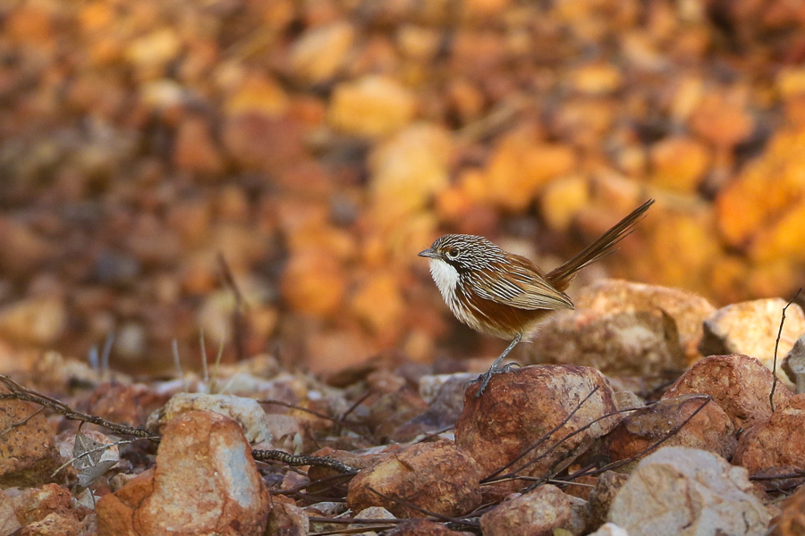 Australia: The Outback Bird Tour | Ornis