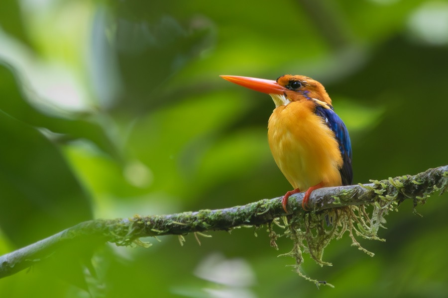 Papua New Guinea: Islands Bird Tour | Ornis