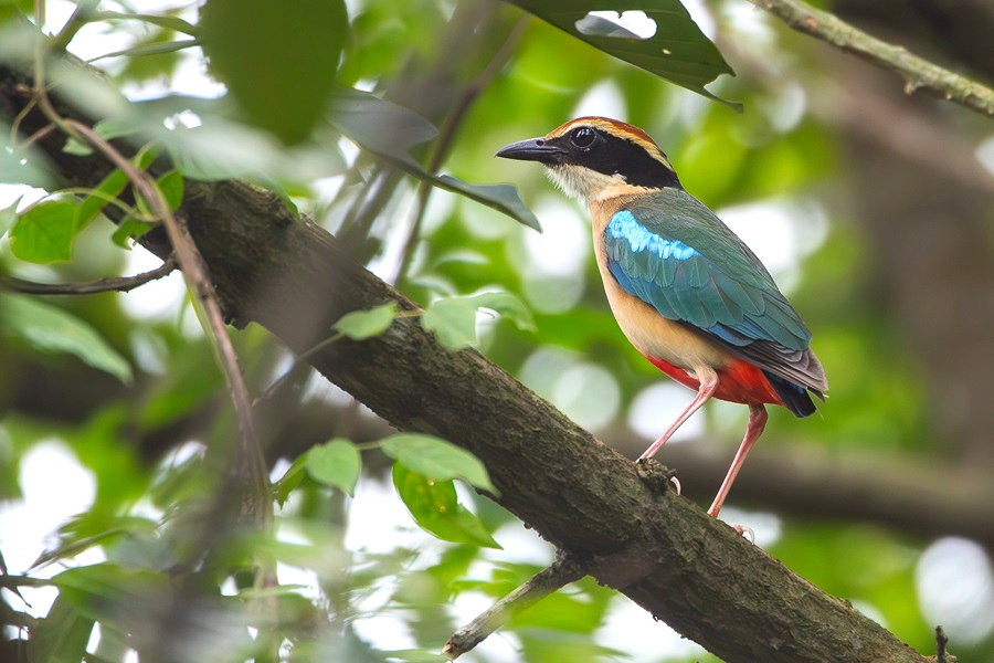 Taiwan Bird Tour | Ornis