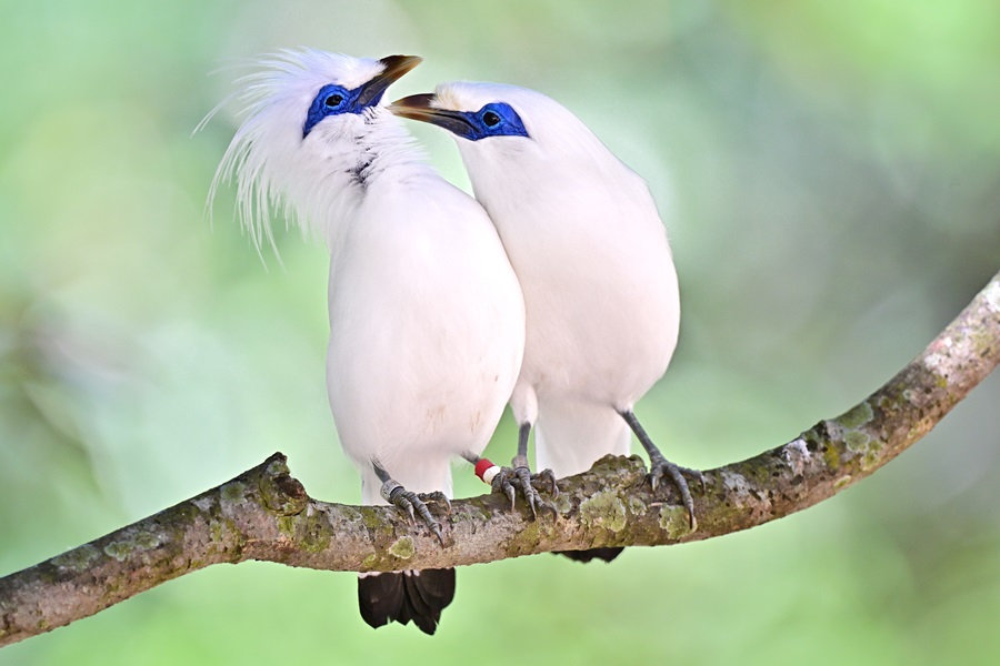 Indonesia: Java & Bali Bird Tour | Ornis