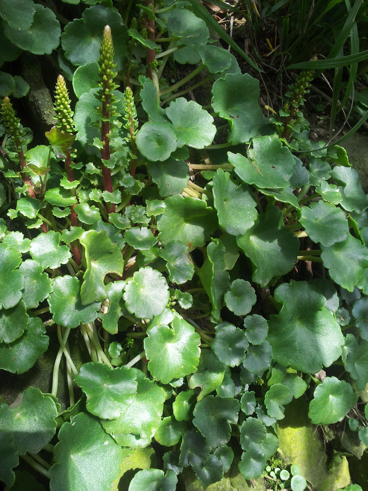 Wild edible food of the month... Pennywort!