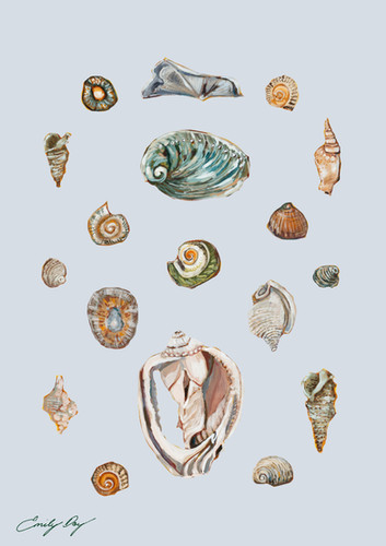 SHELLS 1 poster | Emily Day Studio