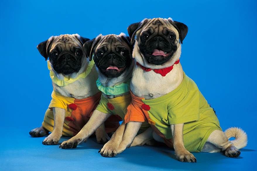 7 Pet Photography Tips to Capture Your Animal's Personality Like a Pro