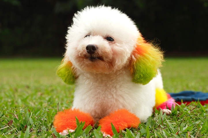 7 Pet Photography Tips to Capture Your Animal's Personality Like a Pro