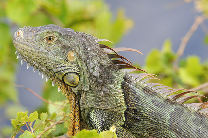 7 Pet Photography Tips to Capture Your Animal's Personality Like a Pro