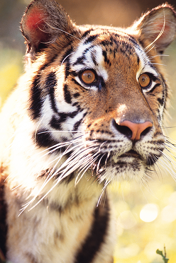 How to Take Animal Photography: A Guide to Capturing the Wild and ...