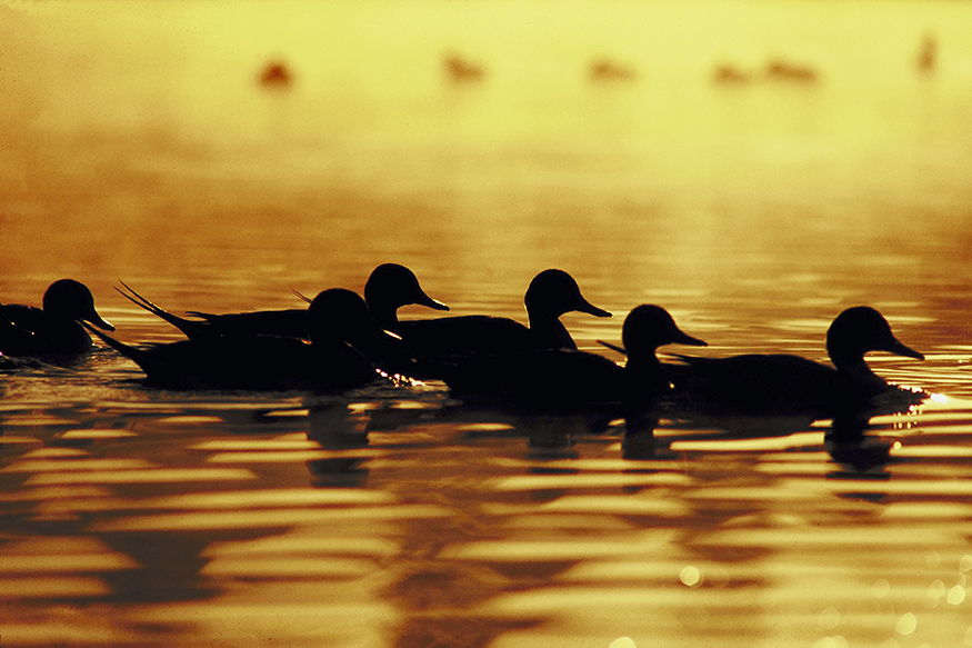 How to Capture Sunset Photos: Step-by-Step Sunset Photography Tips
