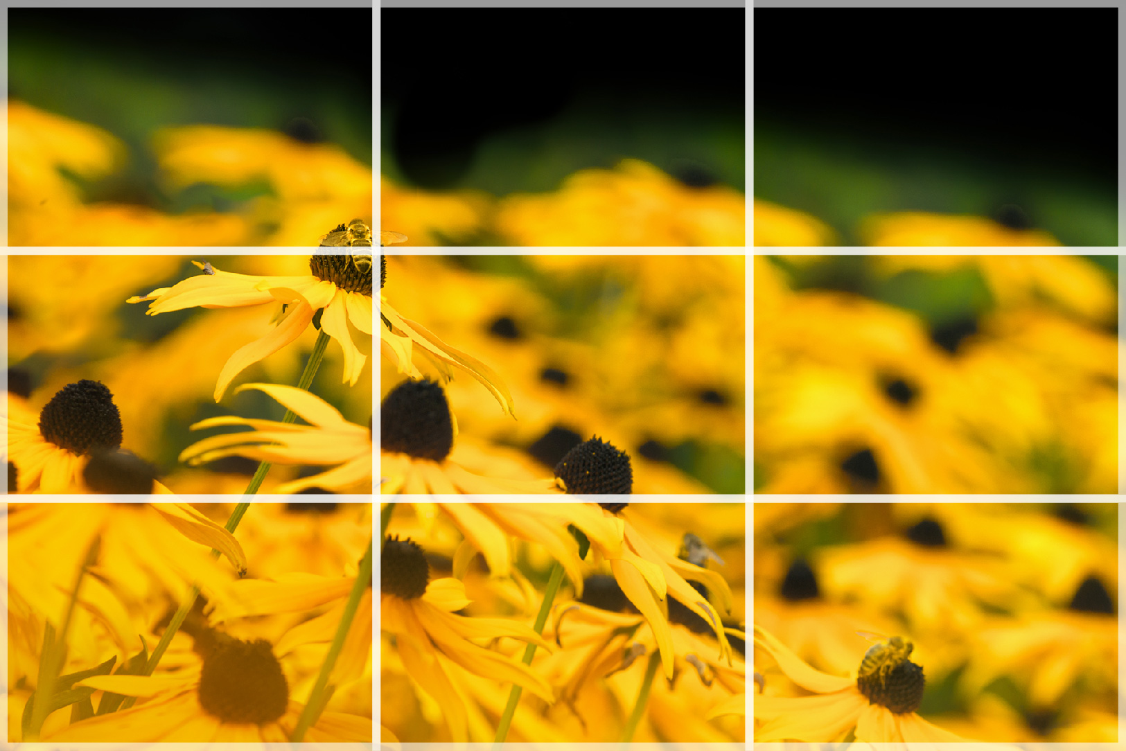 What is Composition in Photography?