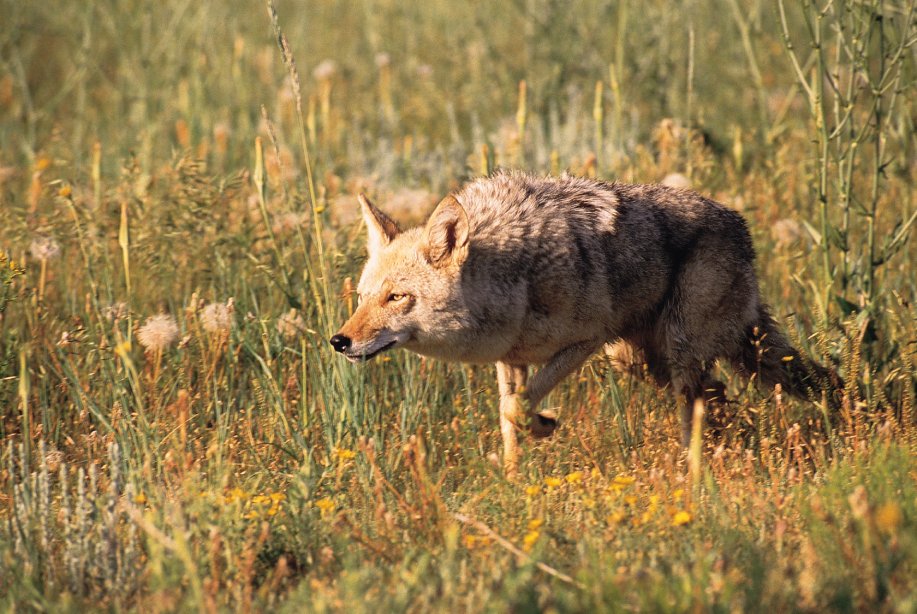 Animal Photography: A Complete Guide to Capturing Wildlife