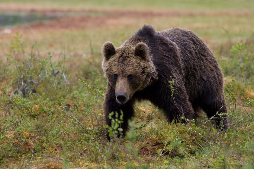 Animal Photography: A Complete Guide to Capturing Wildlife