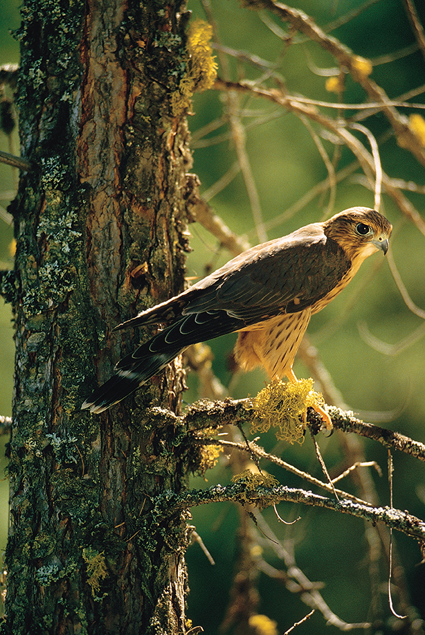 Animal Photography: A Complete Guide to Capturing Wildlife