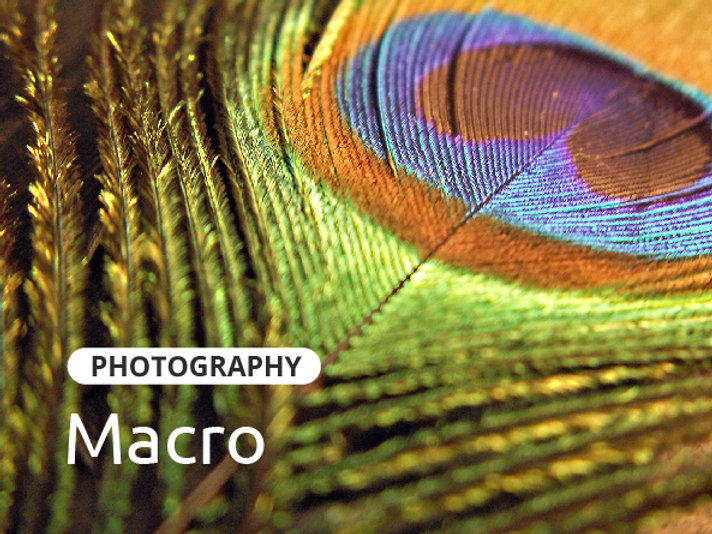 Macro Photography Made Easy: A Beginner’s Guide