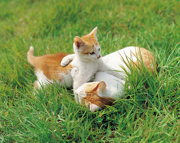 7 Pet Photography Tips to Capture Your Animal's Personality Like a Pro