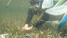 The Everglades Foundation - US Everglades Restoration