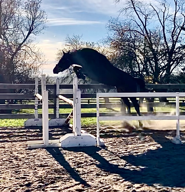 Rapiti Diarado MP | Everton Farms Equine