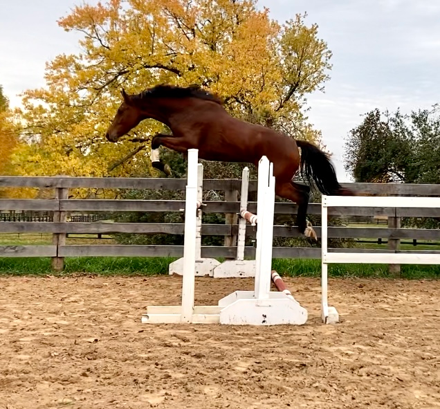 Rumo Eldorado MP - SOLD!!! | Everton Farms Equine