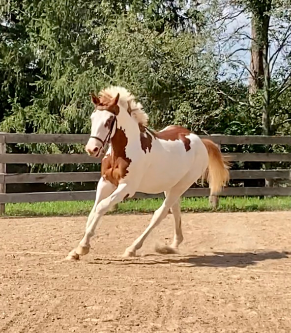 Masquerade Party | Everton Farms Equine