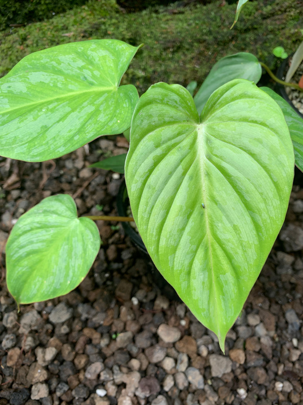Philodendron pastazanum X Gloriosum X Mamei Seed Grown 110mm philodendron-pastazanum-x-gloriosum-x-mamei-seed-grown-110mm