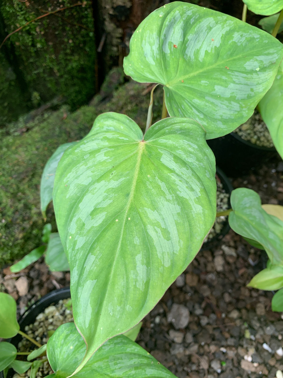 Philodendron pastazanum X Gloriosum X Mamei Seed Grown 110mm philodendron-pastazanum-x-gloriosum-x-mamei-seed-grown-110mm