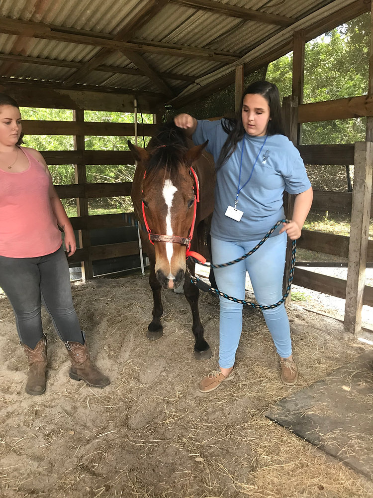 Preparing for 2019 FFA Veterinary Science Competition