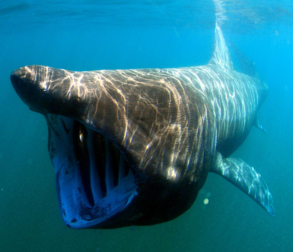 Titanichthys, an Ancient Fish that Fed Like a Basking Shark