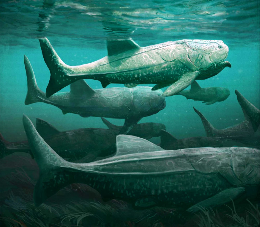 Titanichthys, an Ancient Fish that Fed Like a Basking Shark