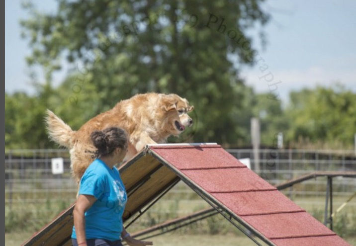 Agility - Mixed Levels (Intro/Beginner/Started) | TailWaggersK9Sport